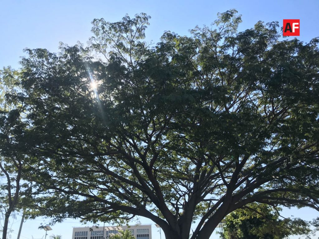 Ayuntamiento de Colima e IPCO, invitan a concurso de fotografía sobre ...