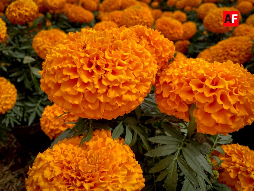 La flor de cempasúchil, un ícono de México - AFmedios .- Agencia de ...