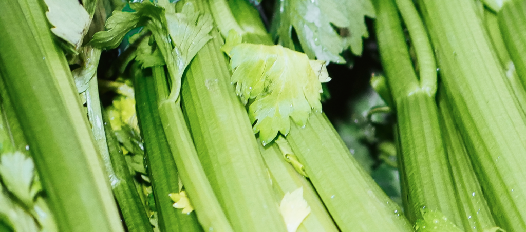 Apio, con gran valor nutricional y disponible todo el año - AFmedios ...