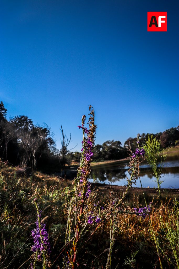 Embotelladora de Colima, Kiosko y Cervecería de la Costa realizan ...