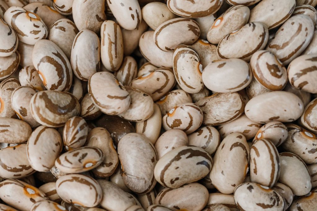 Frijol, alimento básico del mexicano - AFmedios .- Agencia de Noticias