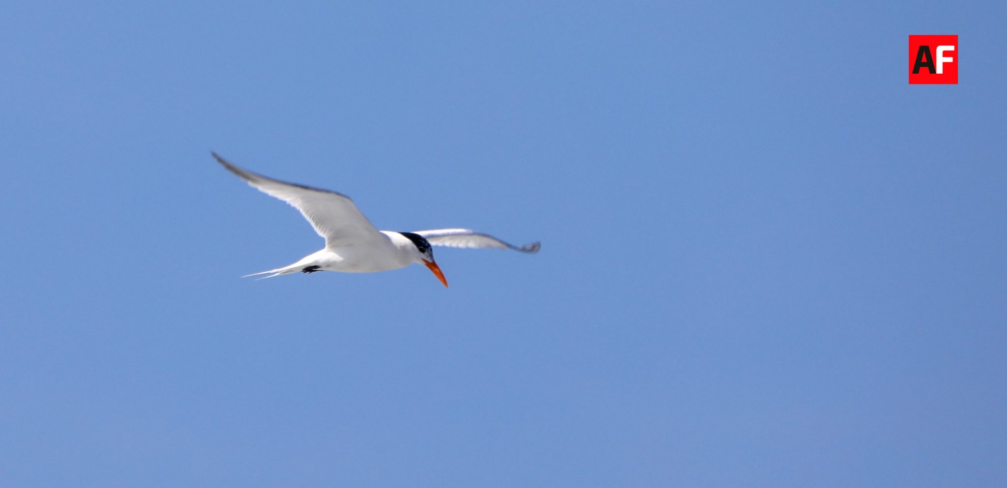 ‘Colima Birding’ es considerado el paraíso de las aves en México ...