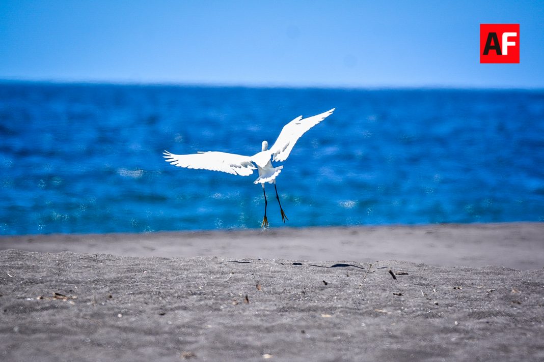 ‘Colima Birding’ es considerado el paraíso de las aves en México ...