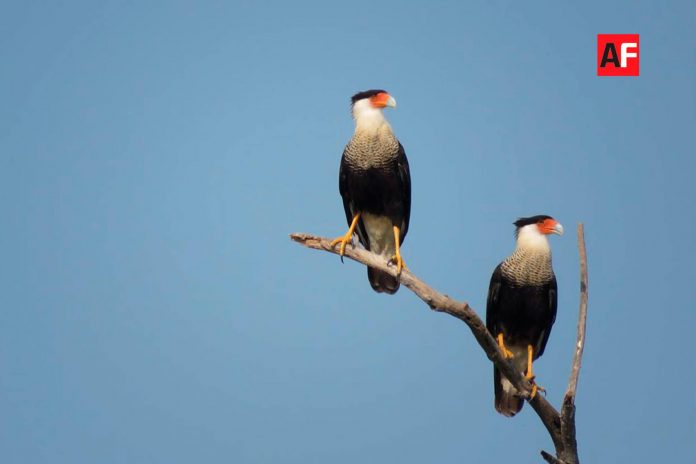 ‘Colima Birding’ es considerado el paraíso de las aves en México ...