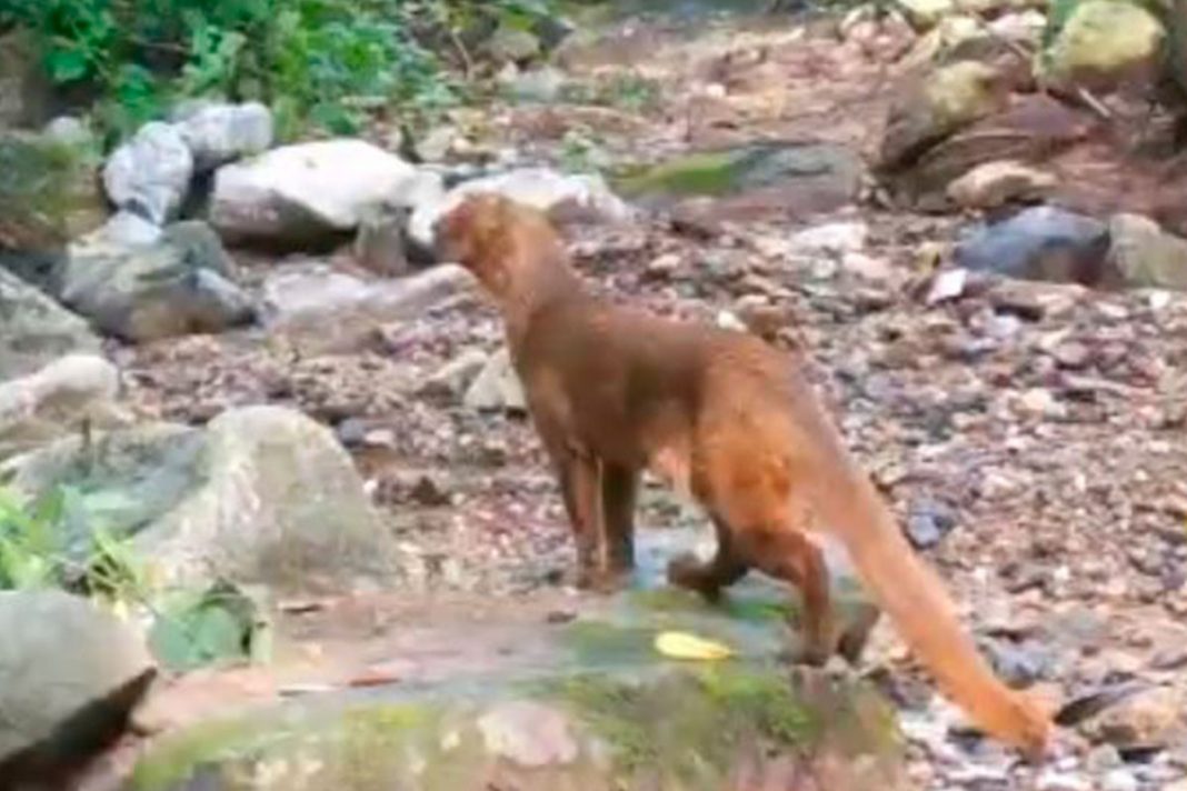 Proteger a los felinos es proteger la biodiversidad - AFmedios ...